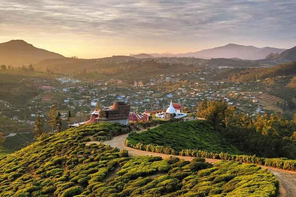 Single Tree Hill - Lovidhu